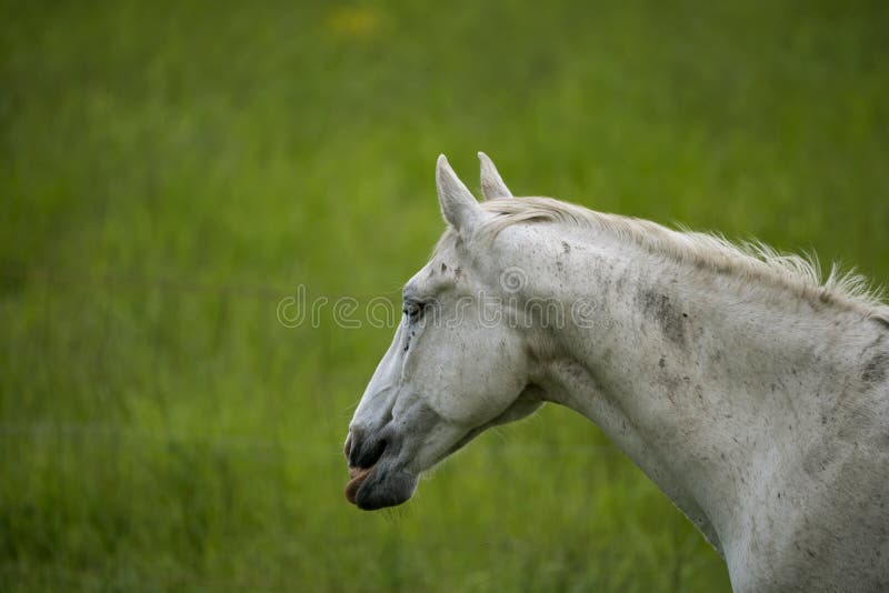 Different Types of Horse Grazing Stock Photo - Image of white, milk ...