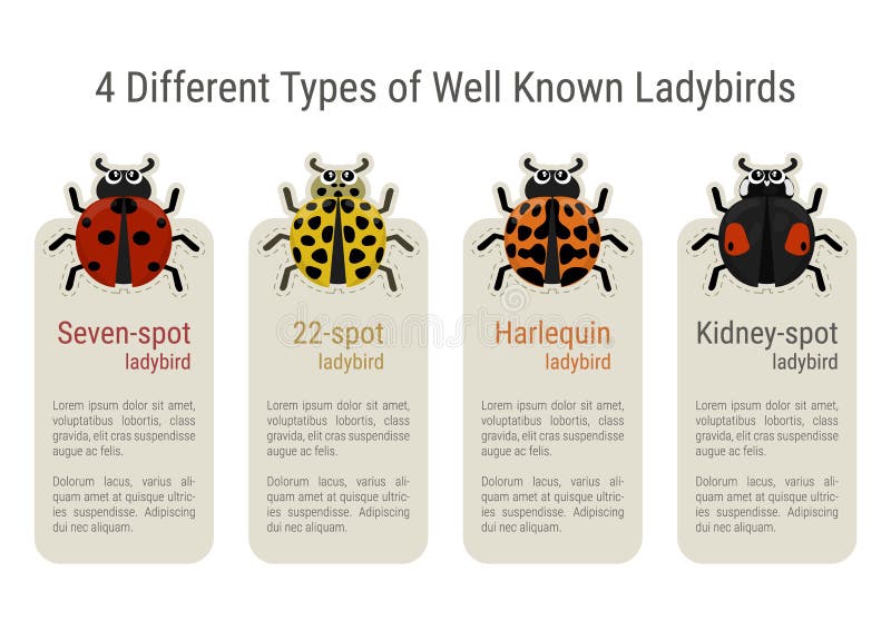 Nutkinsj (Nutkinsj) - Illustrations