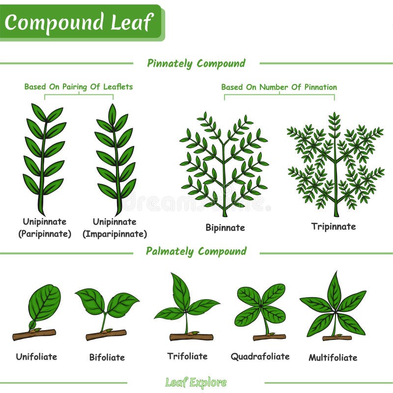Types Of Leaves Simple And Compound
