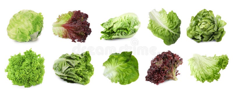 Different Types of Lettuce Isolated on White, Collage Design Stock ...