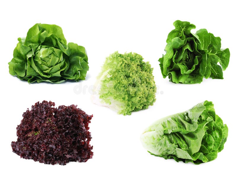 Different Types of Lettuce Isolated on White, Collage Design Stock ...