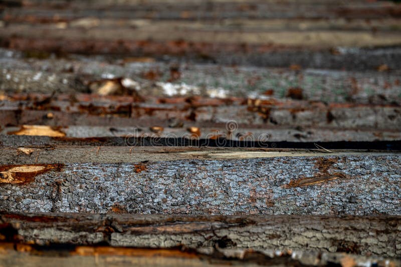 Different Types of Logs in a Timber Yard Stock Photo - Image of circle ...