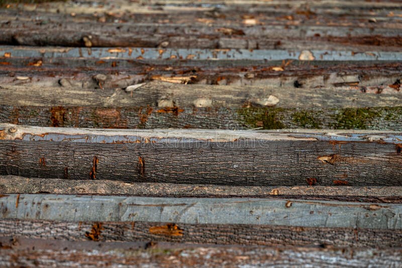 Different Types of Logs in a Timber Yard Stock Image - Image of round ...