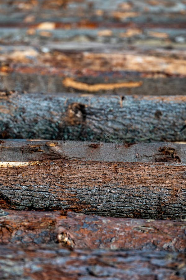 Different Types of Logs in a Timber Yard Stock Image - Image of round ...