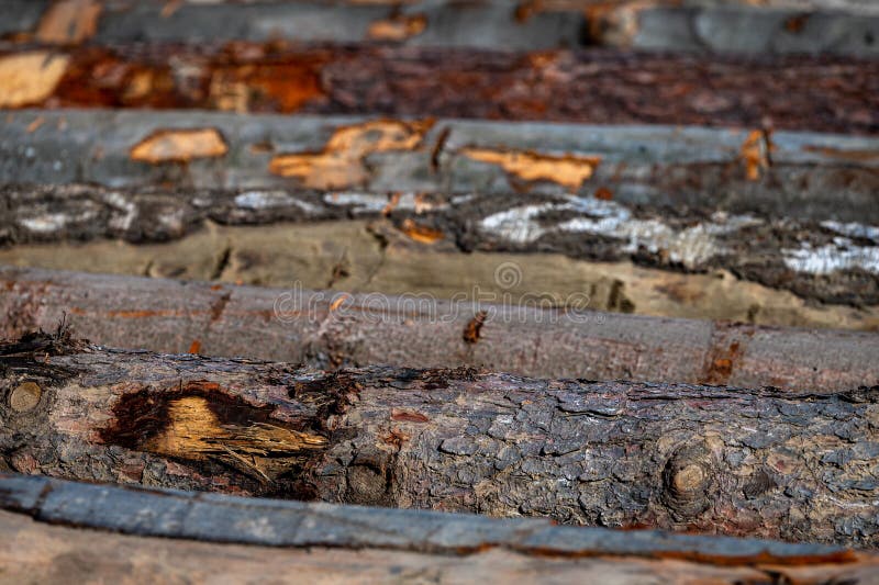 Different Types of Logs in a Timber Yard Stock Image - Image of lumber ...