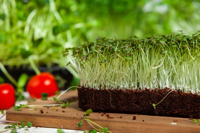 Different Types of Micro Green Dill Sprouts. Growing Seed Germination ...