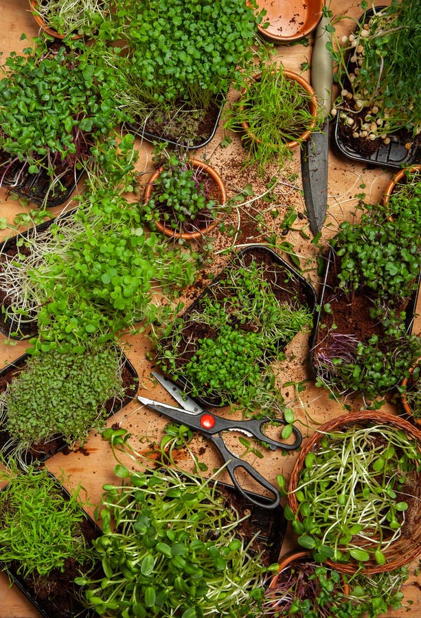Different Types of Micro Green Dill Sprouts. Growing Seed Germination ...