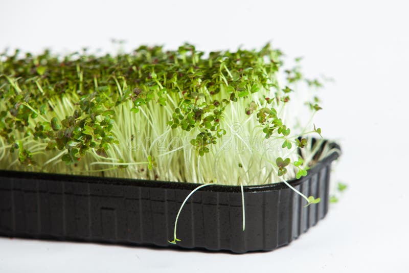 Different Types of Micro Green Dill Sprouts. Growing Seed Germination ...