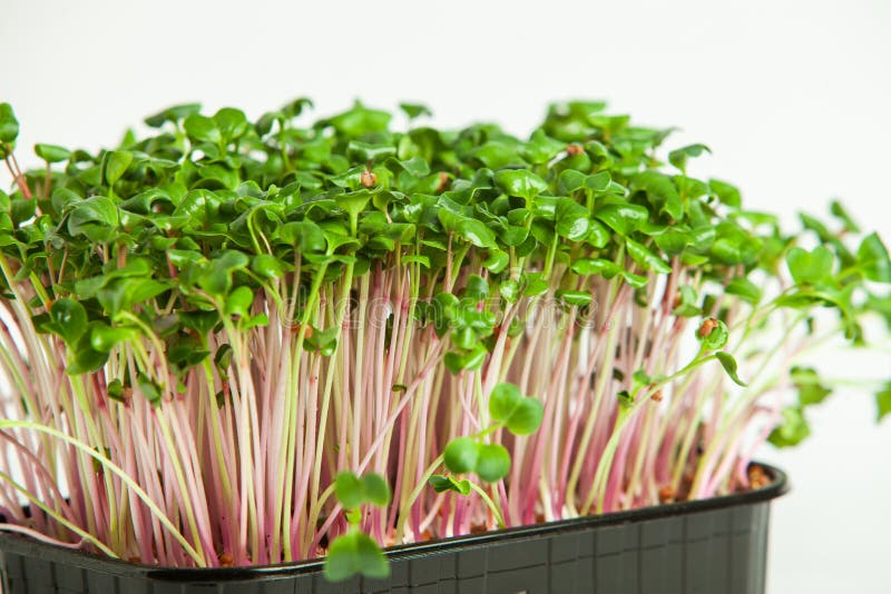 Different Types of Micro Green Dill Sprouts. Growing Seed Germination ...