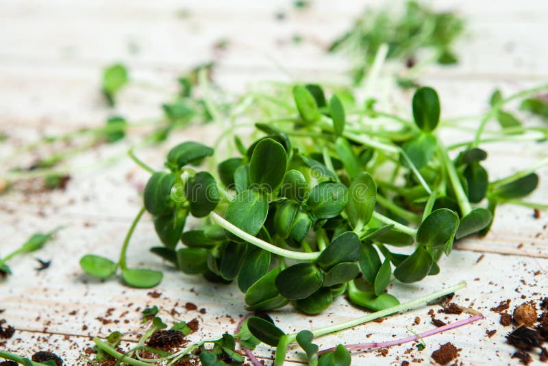Different Types of Micro Green Dill Sprouts. Growing Seed Germination ...
