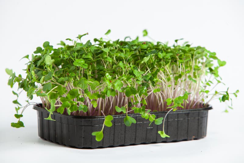 Different Types of Micro Green Dill Sprouts. Growing Seed Germination ...