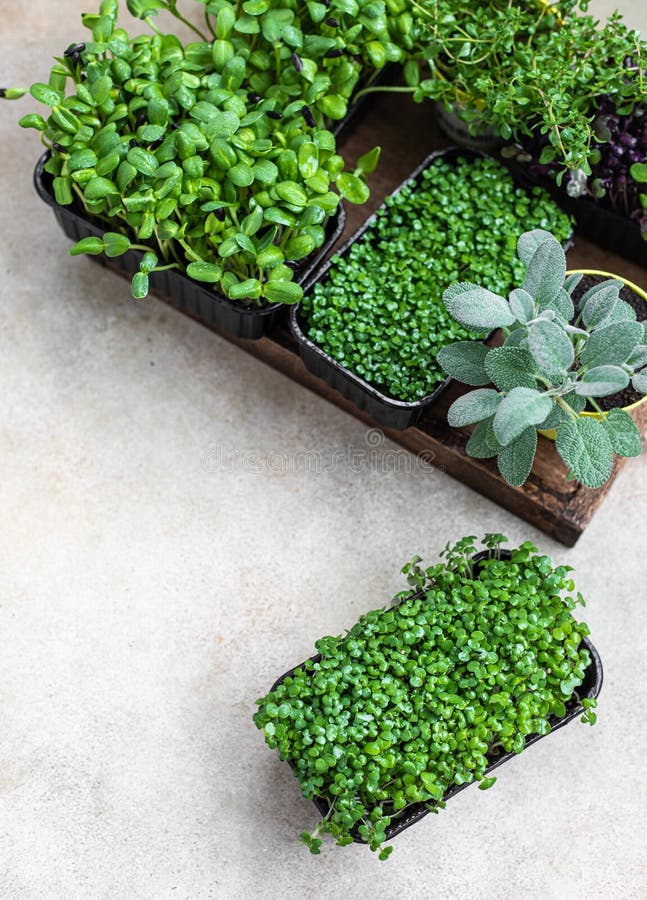 Different Types of Micro Greens in Containers. Seed Germination at Home ...