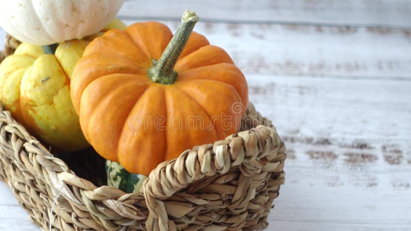 Different Types of Mini Pumpkins Color Background Stock Footage - Video ...