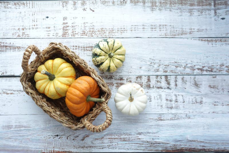 Different Types of Mini Pumpkins Color Background Stock Photo - Image ...