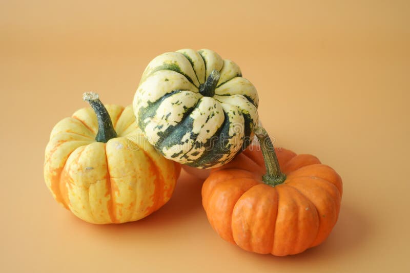 Different Types of Mini Pumpkins Color Background Stock Photo - Image ...