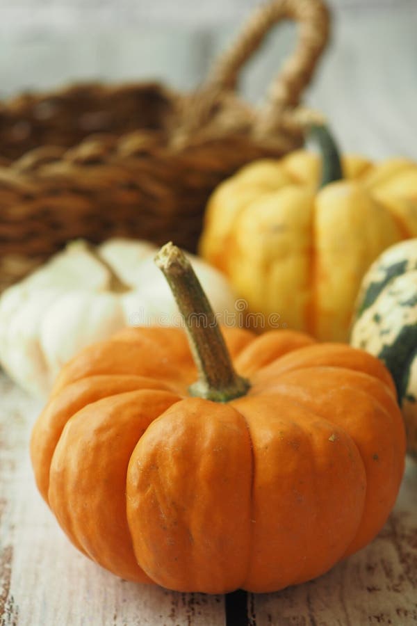 Different Types of Mini Pumpkins Color Background Stock Image - Image ...