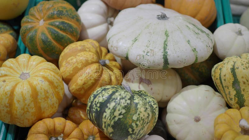 Different Types of Mini Pumpkins Color Background Stock Footage - Video ...