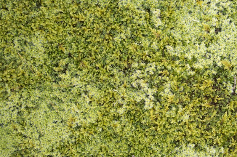 Different Types of Moss Close Up Stock Image - Image of nature, growth ...