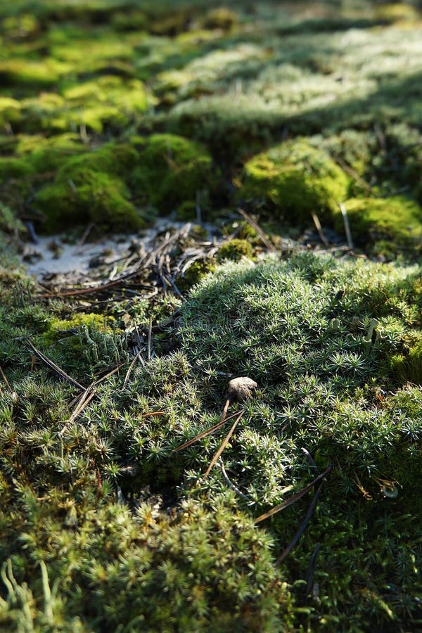 Different Types of Moss in the Coniferous Forest after the Rain. Stock ...