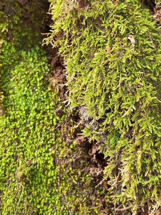 Different Types of Moss that are Equally Beautiful and Soothing To the ...