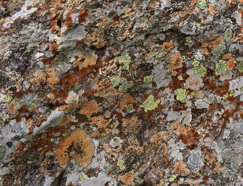 Different Types of Moss on a Large Stone Stock Image - Image of food ...
