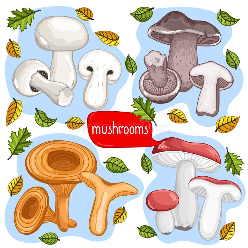 Different Types of Mushrooms Vector Illustration Stock Vector ... Different Types of Mushrooms Vector Illustration Stock Vector ...