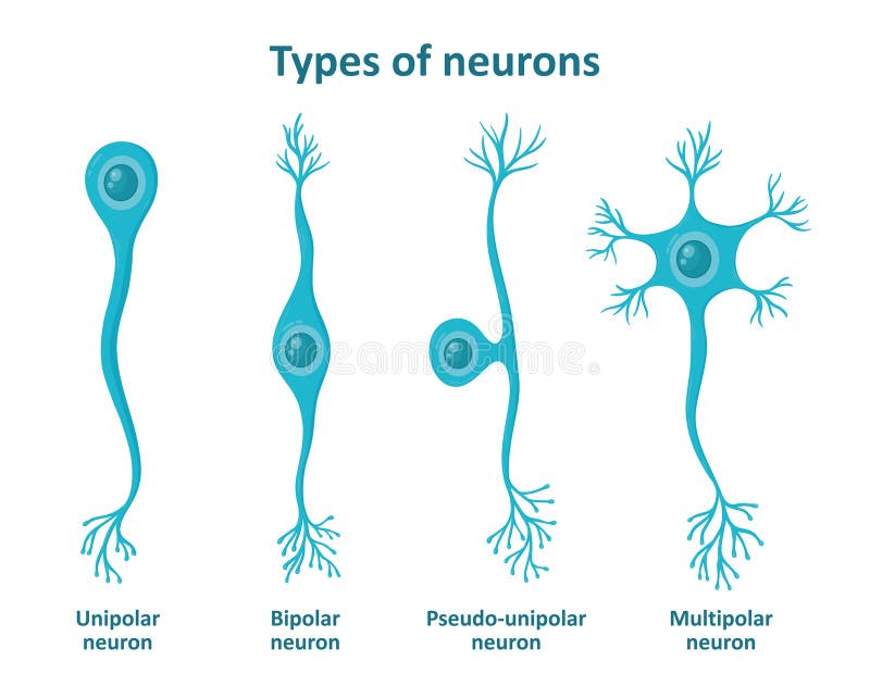 Different Types of Neurons, Nerve Cells Stock Illustration ...