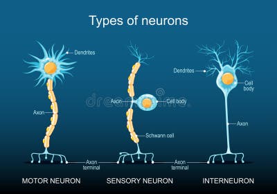Different Types of Neurons. Neuron Structure Stock Illustration ...