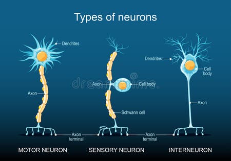 Different Types of Neurons. Neuron Structure Stock Illustration ...