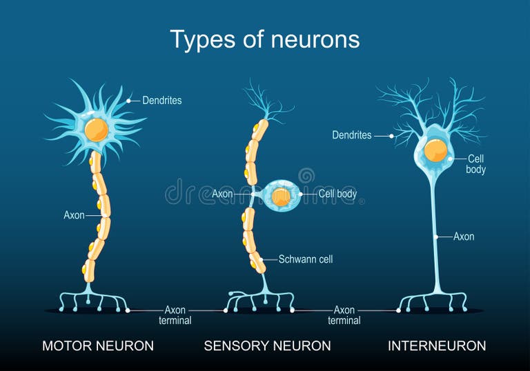 Different Types of Neurons. Neuron Structure Stock Illustration ...