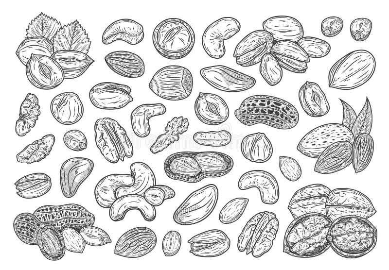 Different Types of Nuts Detailed Icons Stock Vector - Illustration of ...