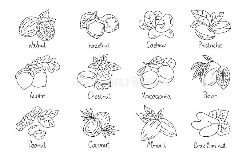 Different Types of Nuts. Set of Outline Icons. Editable Stroke Size ...