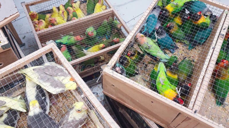 Different Types of Parrots in Transportation Cages. Birds Stock Footage ...