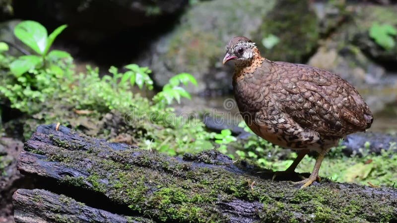 Scaly Breasted and Bar Backed Partridges Stock Footage - Video of green ...