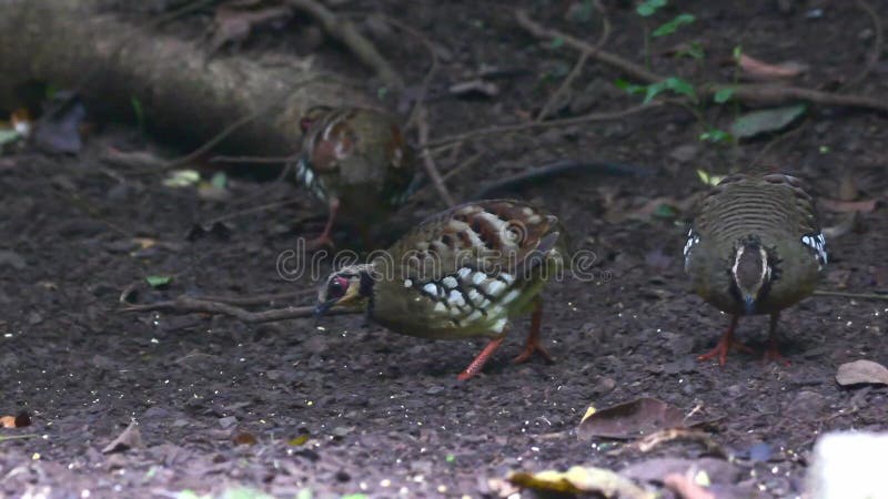 Scaly Breasted and Bar Backed Partridges Stock Video - Video of feeding ...