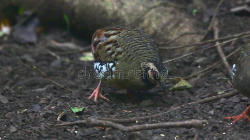 Scaly Breasted and Bar Backed Partridges Stock Video - Video of ...