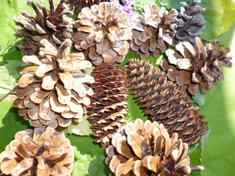 Pine cones on green leaves stock photo. Image of wooden - 123144916