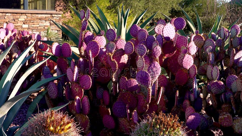 Different Types of Prickly Pear Cacti, Agava and Ferocactus in a ...
