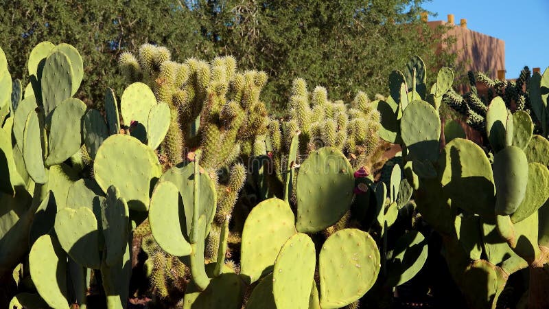 Different Types of Prickly Pear Cacti in a Botanical Garden in Phoenix ...