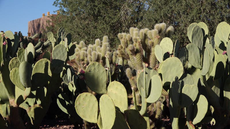 Different Types of Prickly Pear Cacti in a Botanical Garden in Phoenix ...