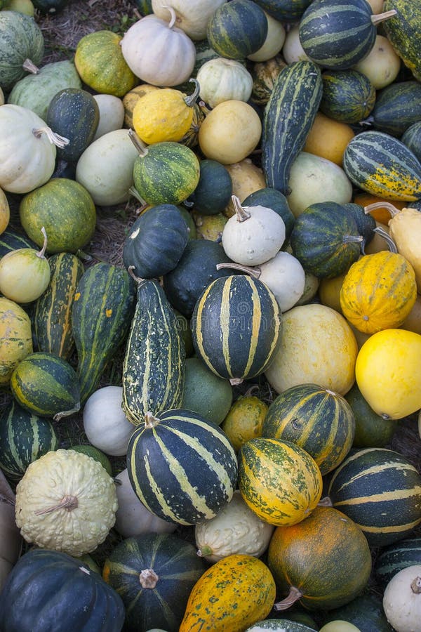 Different Types of Pumpkins on Different Color and Forms Stock Photo ...