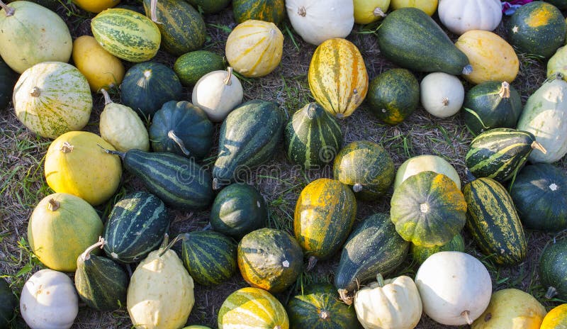 Different Types of Pumpkins on Different Color and Forms Stock Image ...