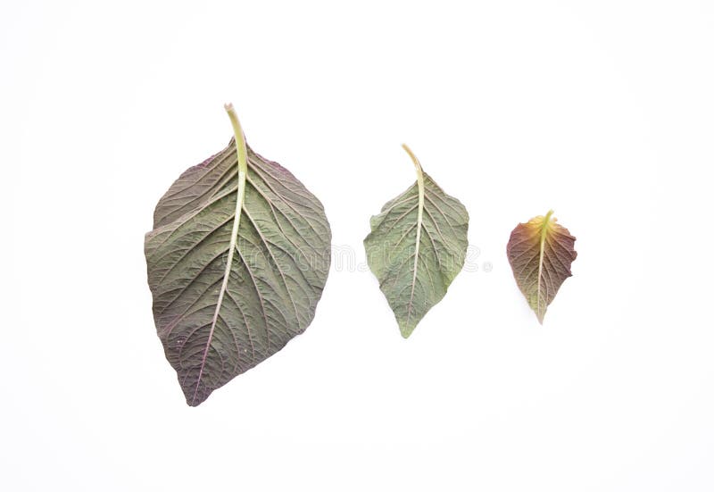 Different Types of Red Leaf or Leaves Isolate on White Background Stock ...