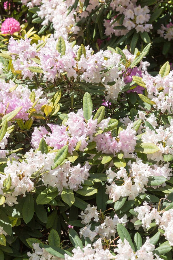 Different Types of Rhododendron Bloom in the Garden. Stock Image ... Different Types of Rhododendron Bloom in the Garden. Stock Image ...