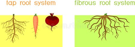 Different Types of Root Systems: Tap and Fibrous Root Systems Stock ...