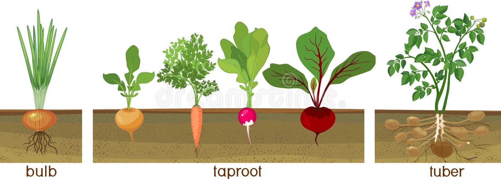 Root Vegetables As Underground Plant Part with Carrot and Beet Vector ...