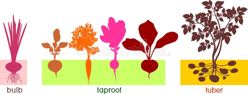 Different Types of Root Vegetables. Plants with Leaves and Root System ...