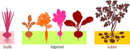 Different Types of Root Vegetables. Plants with Leaves and Root System ...