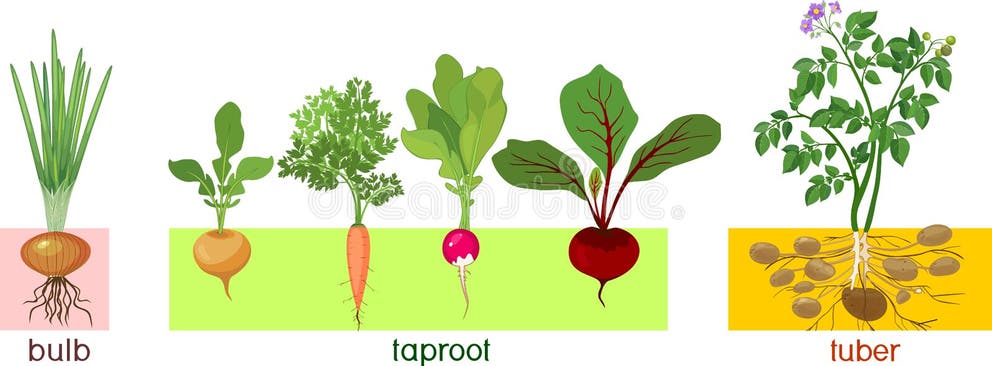 Different Types of Root Vegetables. Plants with Leaves and Root System ...