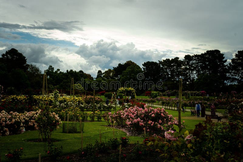 Different Types of Roses in the Werribee Park Rose Garden Surrounded by ...
